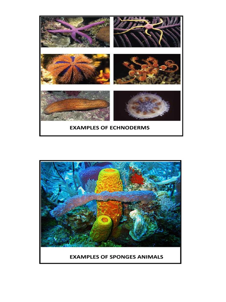 Examples of Echinoderms and Sponges | PDF