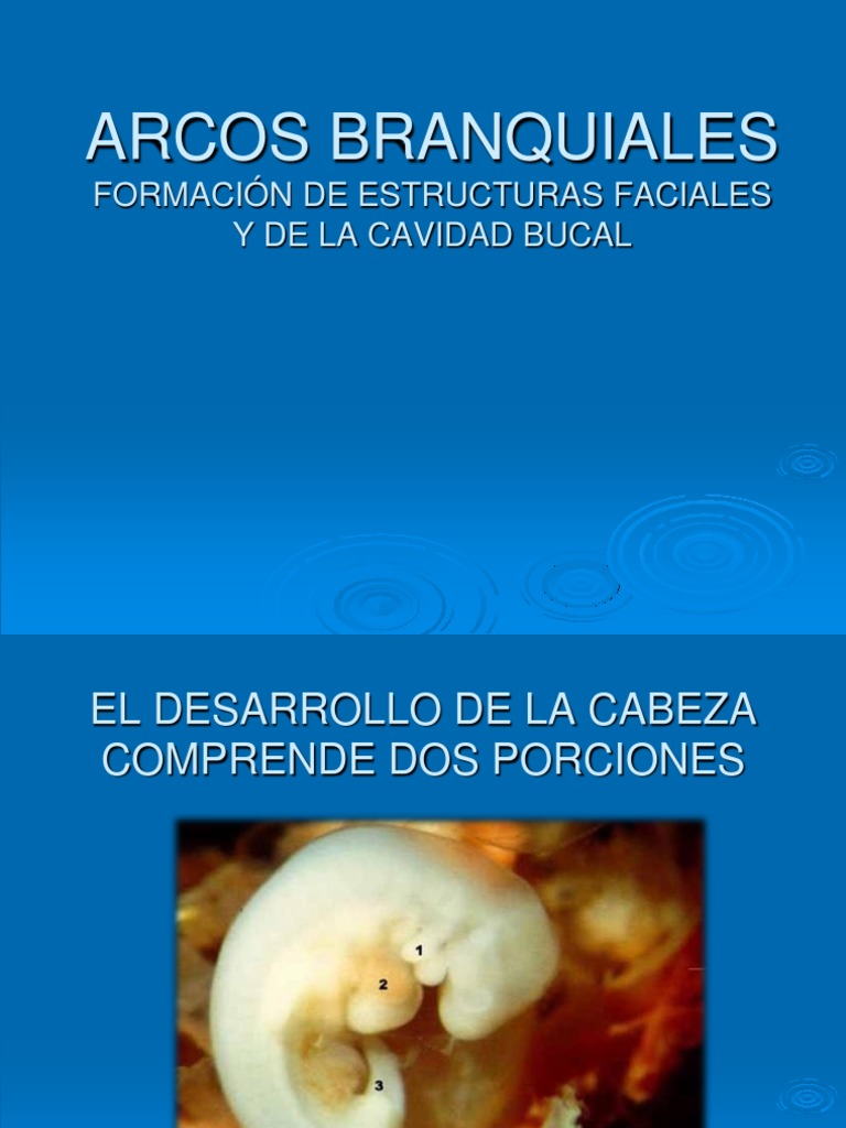 Arcos Branquiales | PDF | Anatomía de los primates | Órgano (anatomía)