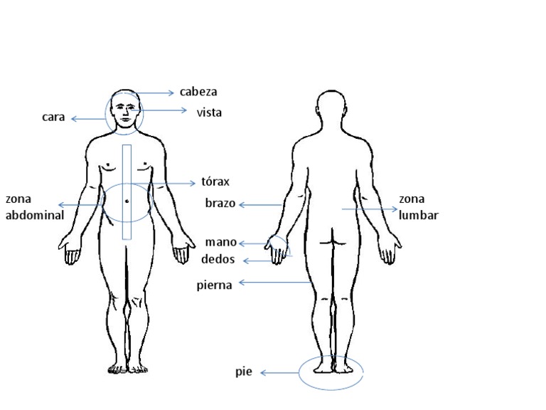 Dibujo Partes Del Cuerpo Afectadas Por Accidentes De Trabajo Pdf