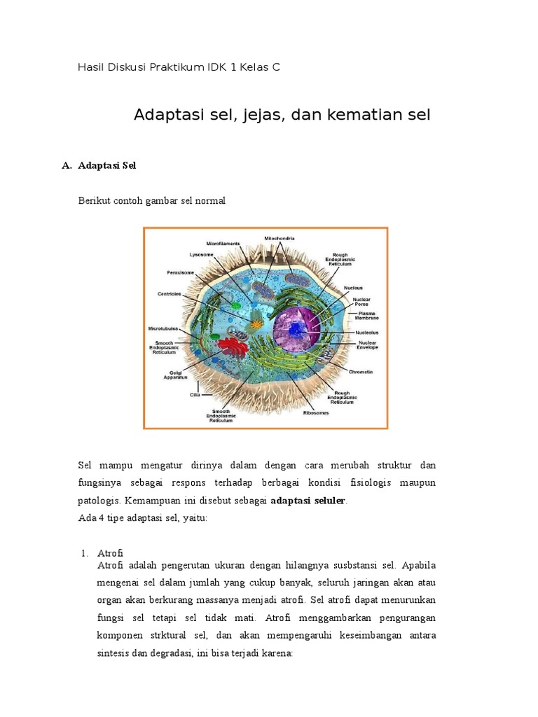 Adaptasi Sel: Atrofi, Hipertropi, Hiperplasia | PDF