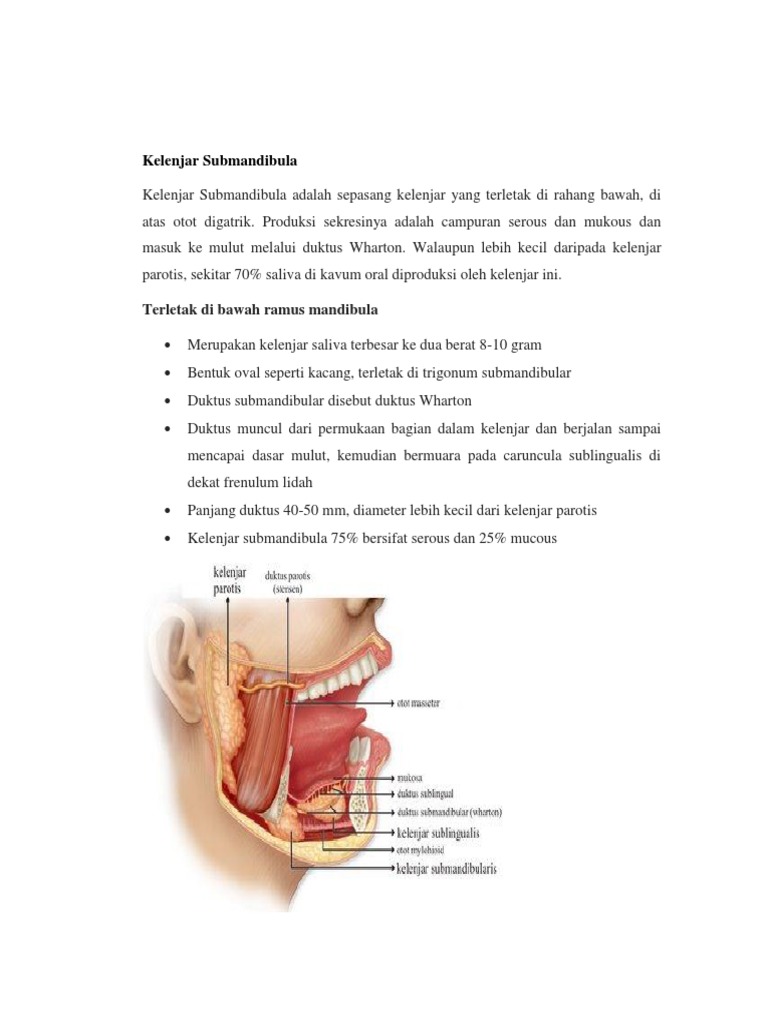 Kelenjar Submandibula: Fakta dan Fungsi | PDF | Griya & Taman