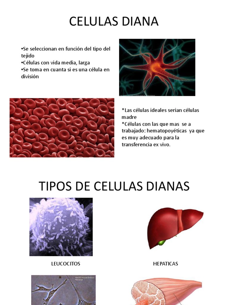 Celulas Diana | Descargar gratis PDF | Terapia de genes | VIH / SIDA