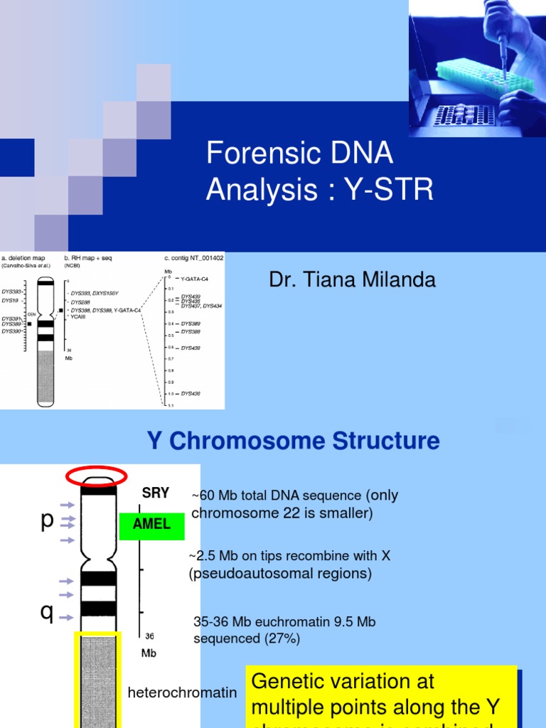 Forensic DNA Analysis Y-STR | PDF | Microsatellite | Single Nucleotide ...