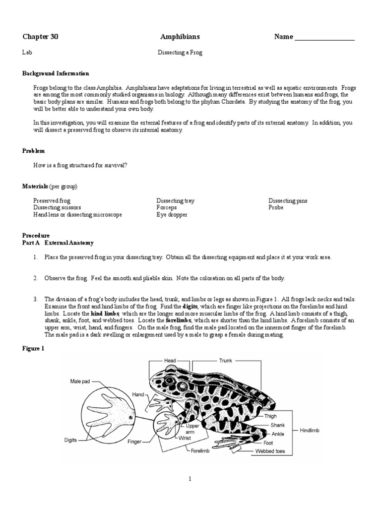 Frog Dissection A | PDF | Frog | Heart