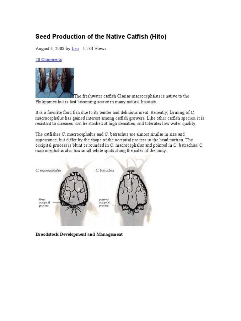 Hito Catfish Seed Production Guide | PDF | Fish | Fish And Humans