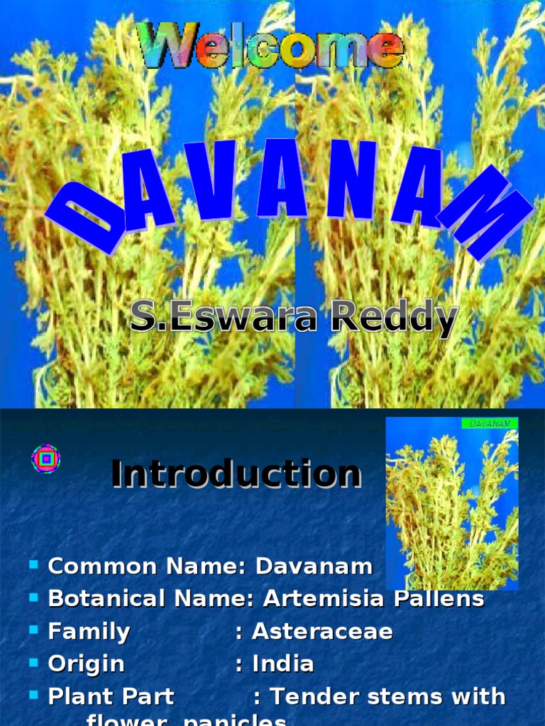Davanam Cultivation | PDF | Distillation | Steam