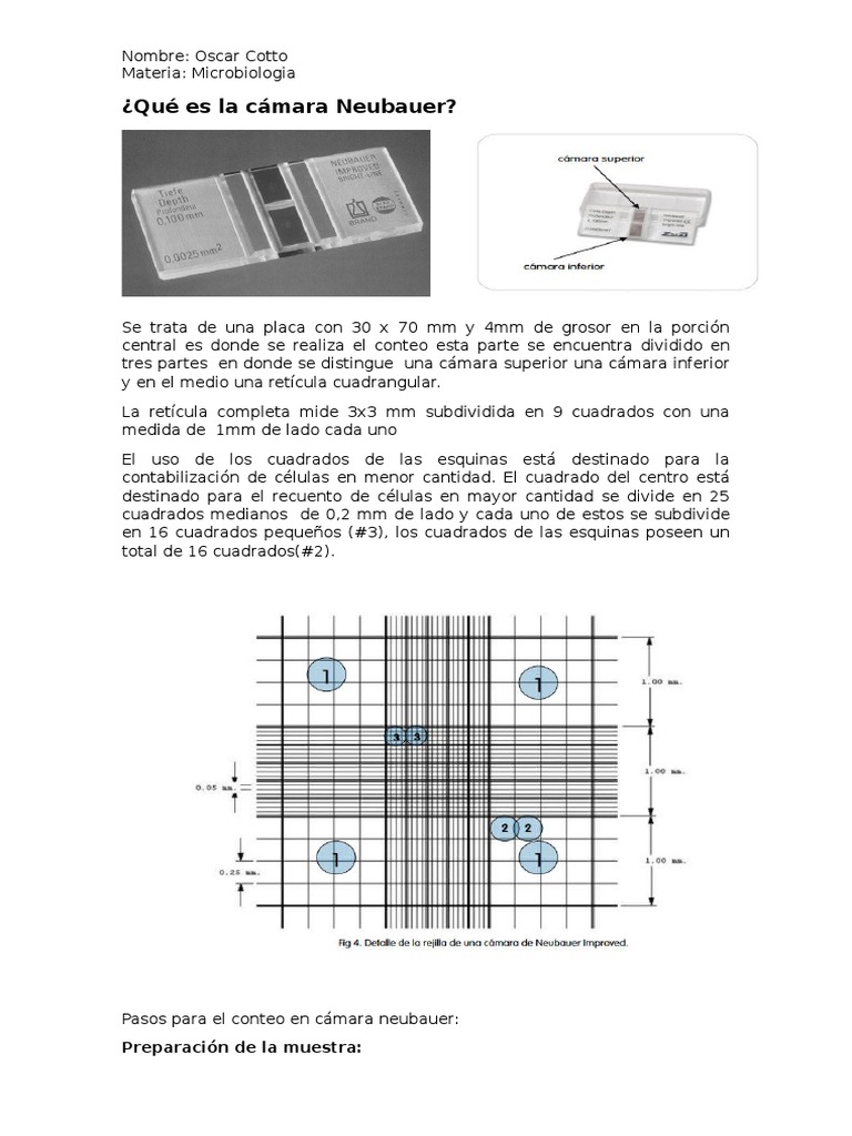 Uso y partes de la cámara de Neubauer | PDF | Science | Física