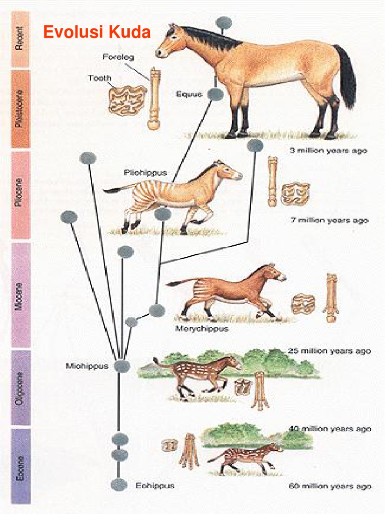 Evolusi Kuda: Title of The Presentation Over 2 Lines | PDF