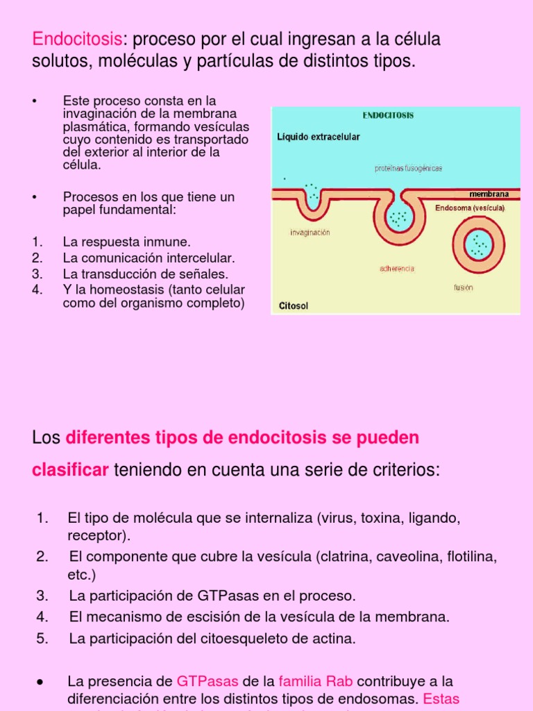 Endocitosis | PDF | Biofísica | Biología Celular