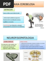 Tracto Rubroespinal | PDF | Cerebro | Neuroanatomía