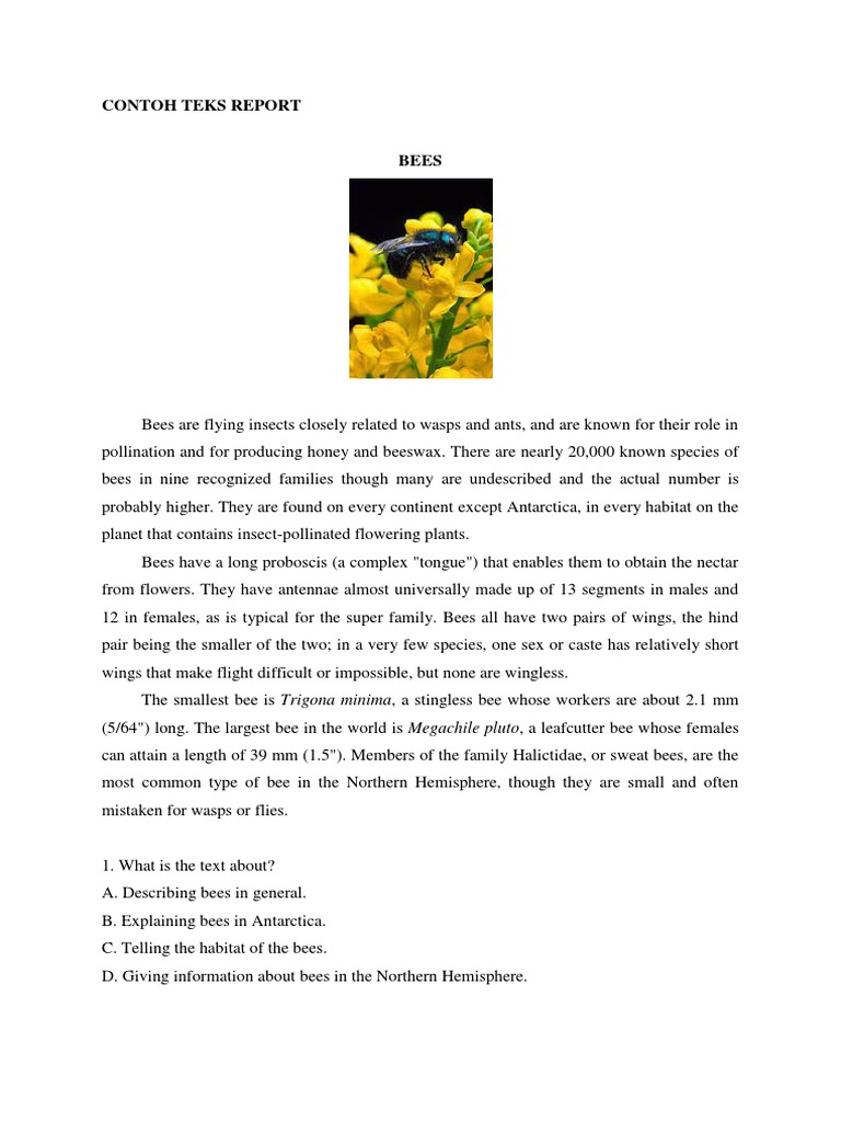 Contoh Teks Report | PDF | Bees | Gold