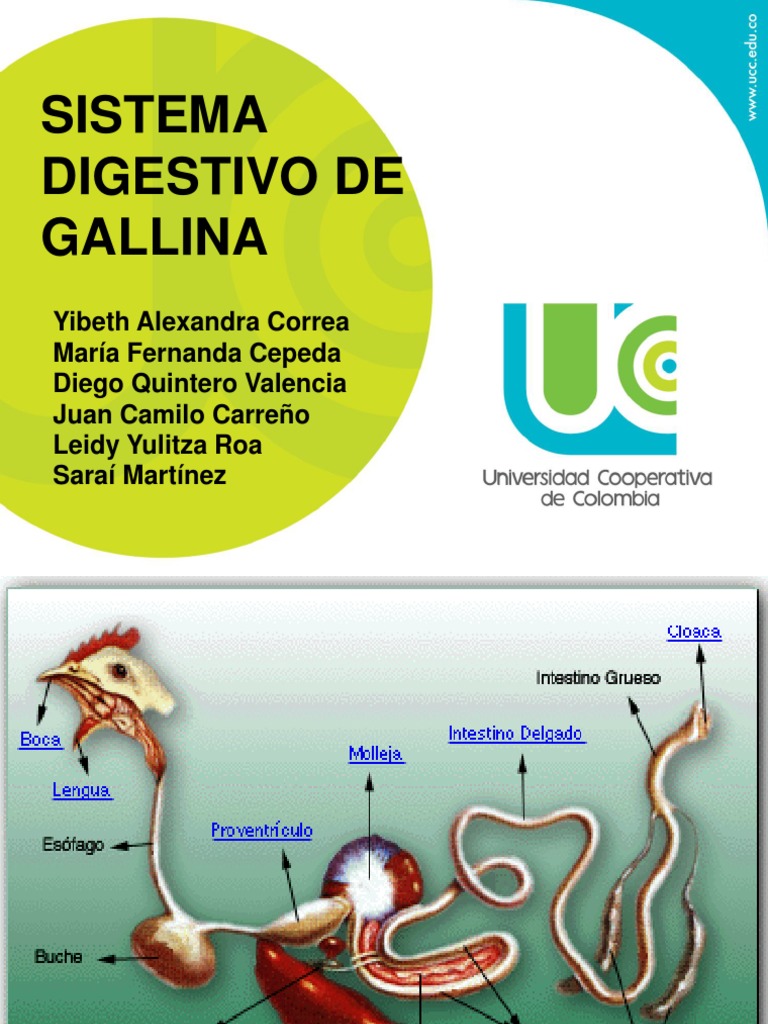 Sistema Digestivo de La Gallina | PDF | Estómago | Sistema digestivo humano