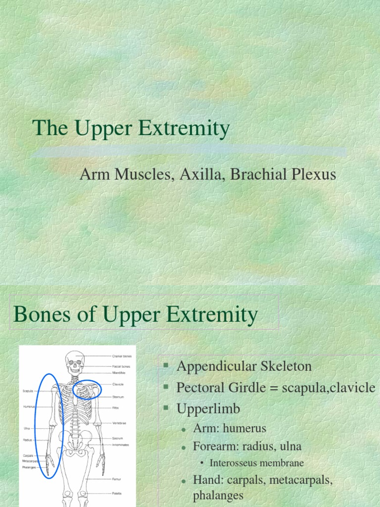 The Upper Extremity: Arm Muscles, Axilla, Brachial Plexus | PDF | Arm ...
