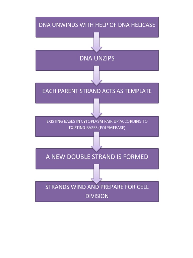 Dna Replication Flow Chart | PDF