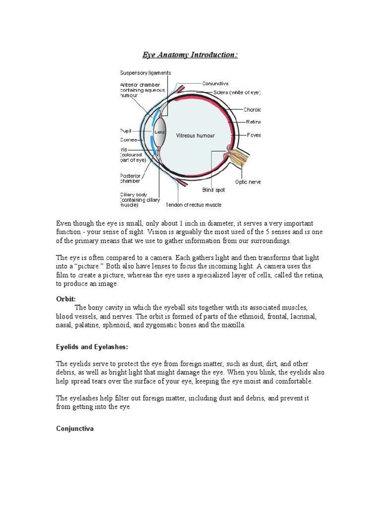 Eye Anatomy Introduction | PDF | Retina | Eye