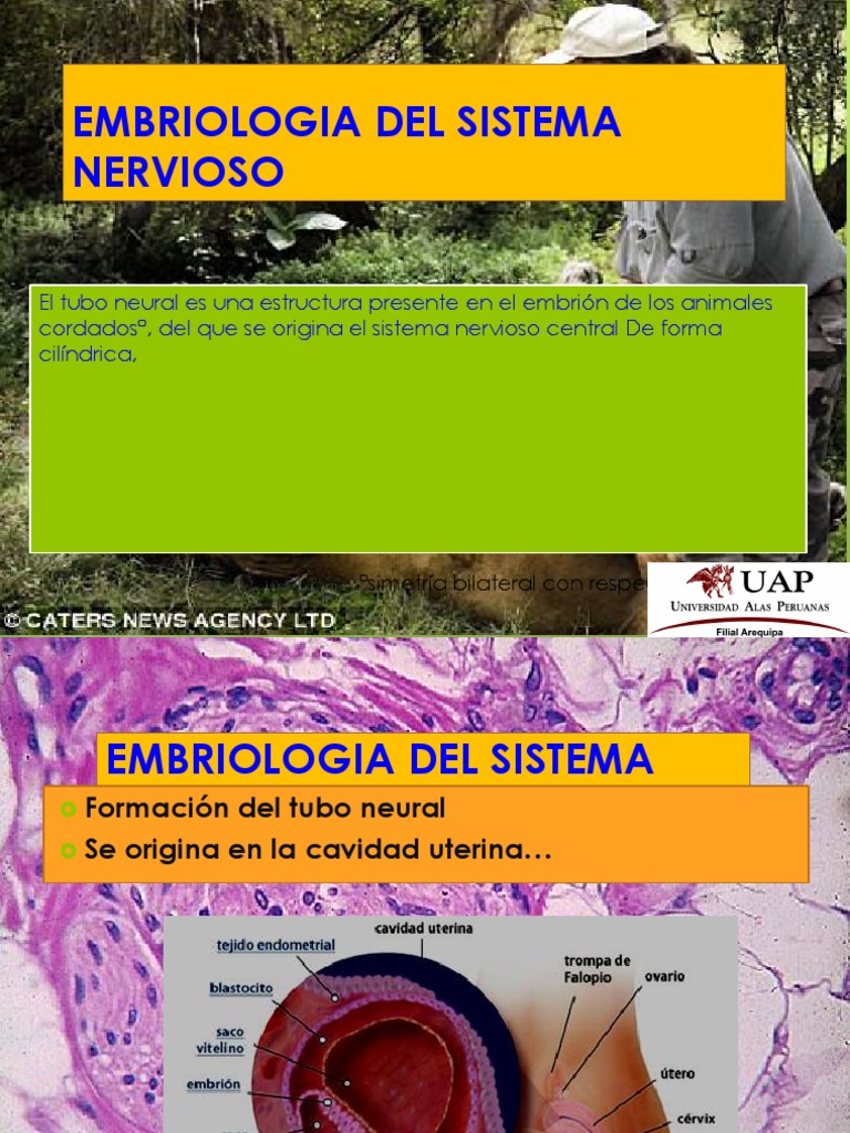 1 Embriologia Del Sistema Nervioso Terminado | PDF | Sistema nervioso ...