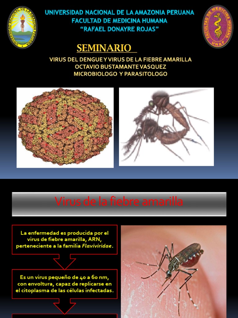 Virus f. Amarilla | Fiebre amarilla | Virus
