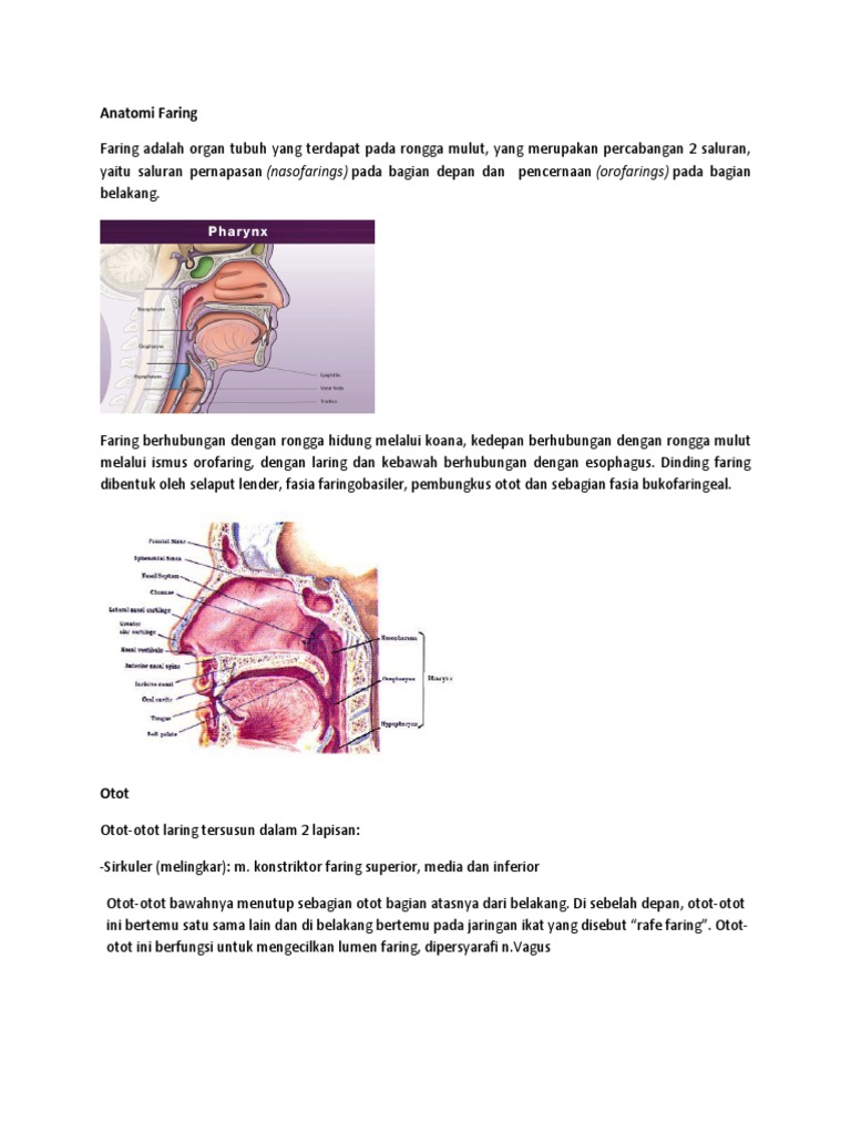 Anatomi Faring | PDF