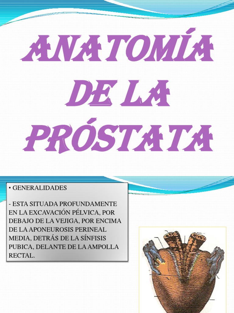 Prostata Anatomia | Descargar gratis PDF | Cancer de prostata | Sistema ...