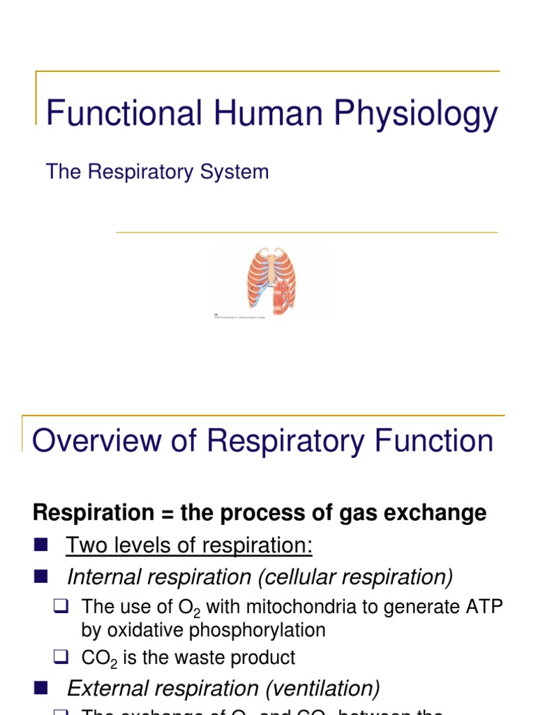Functional Human Physiology: The Respiratory System | PDF | Respiratory ...