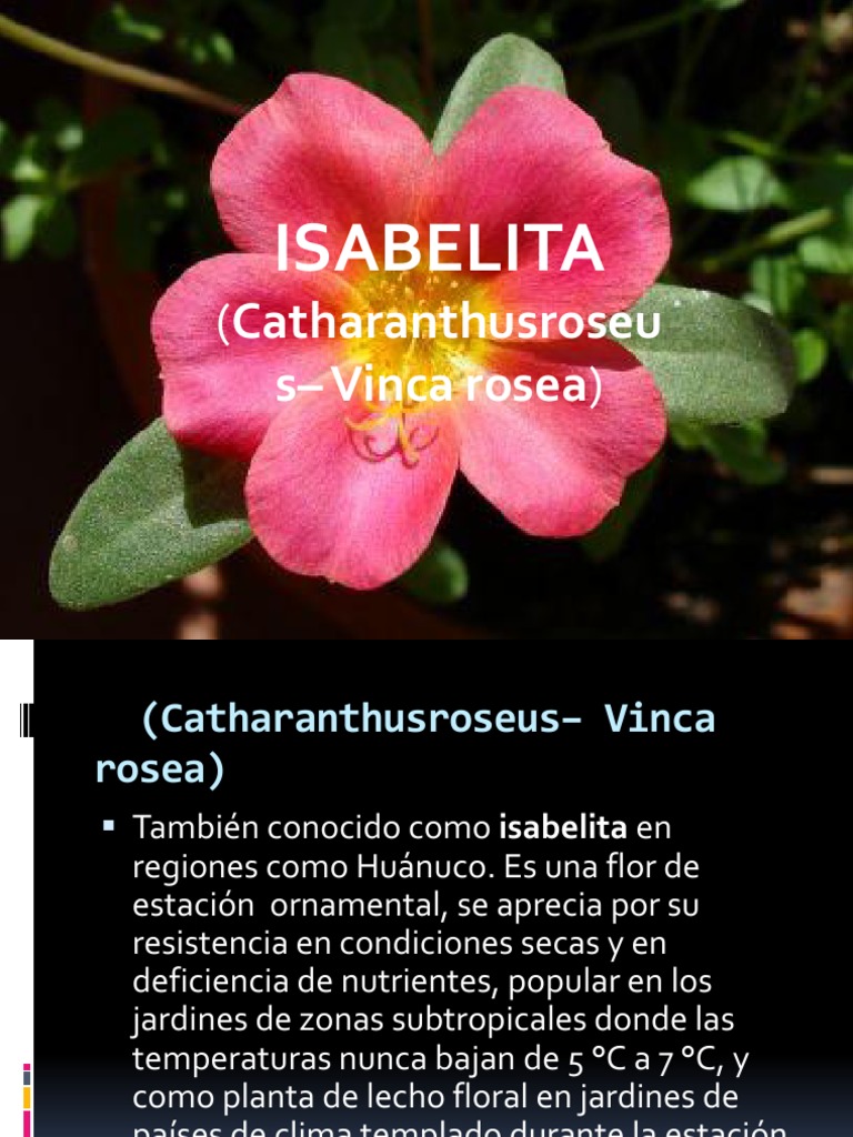 Isabel | PDF | Plantas | Horticultura y jardinería