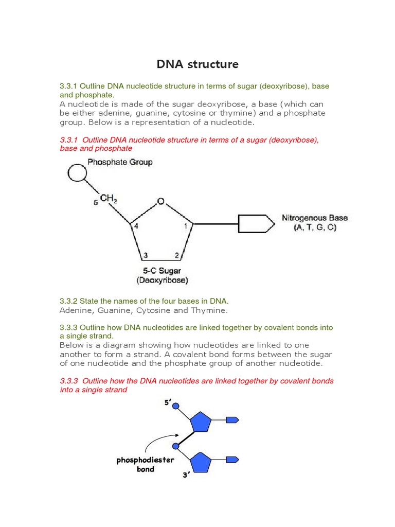 DNA Structure | PDF | Dna | Dna Replication