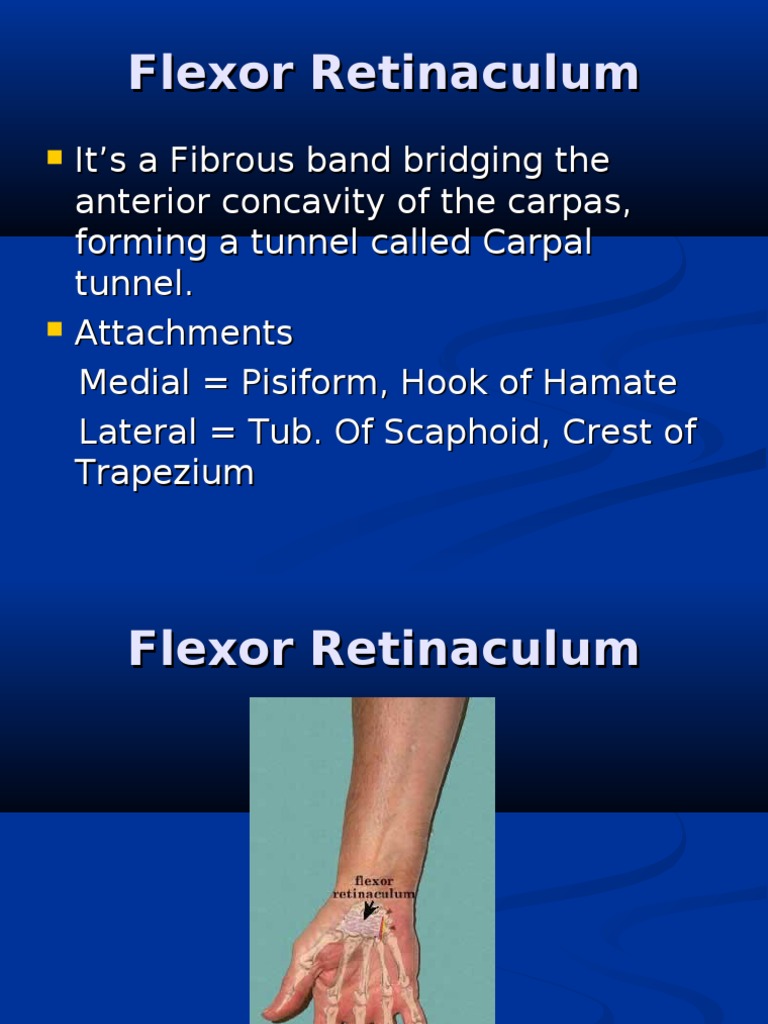 Flexor Retinaculum | PDF | Thumb | Finger