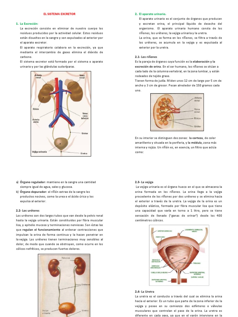 Aparato Excretor Humano | PDF | Sistema urinario | Vejiga urinaria