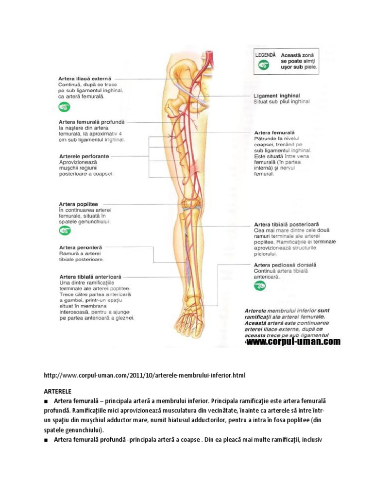 Artera Femurala | PDF