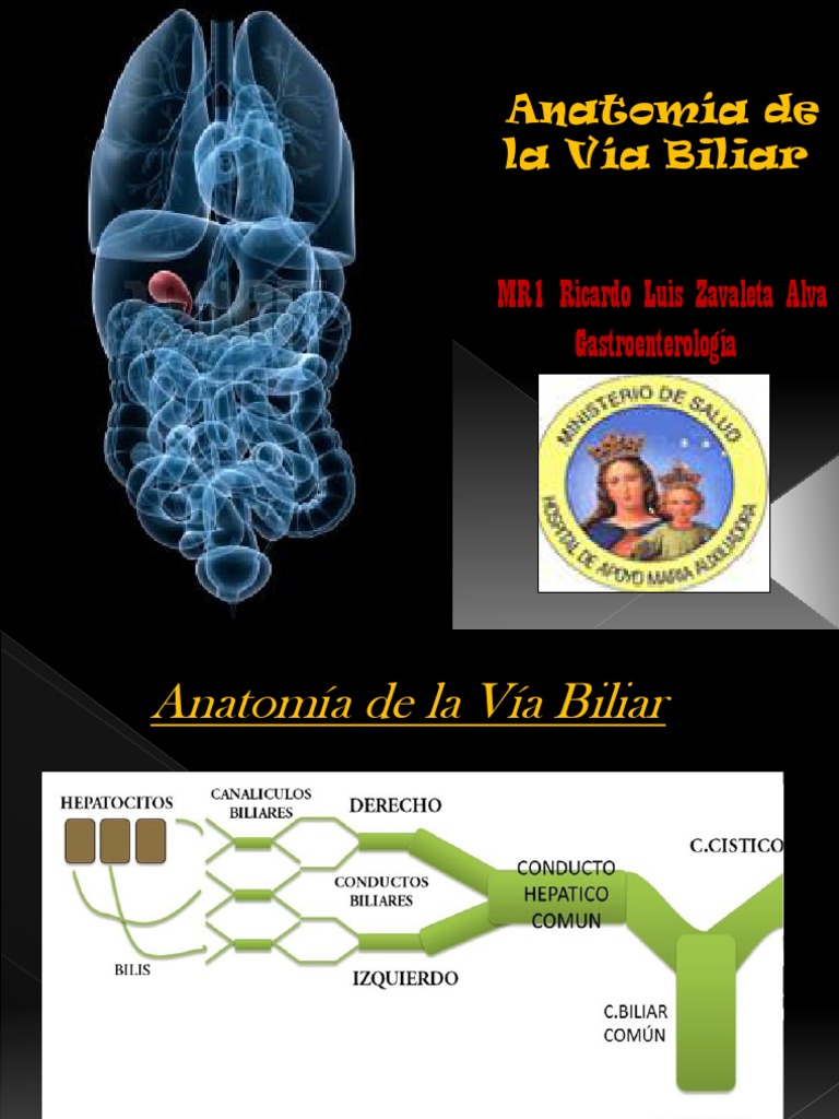 Anatomia de La Vía Biliar | PDF | Vesícula biliar | Hígado