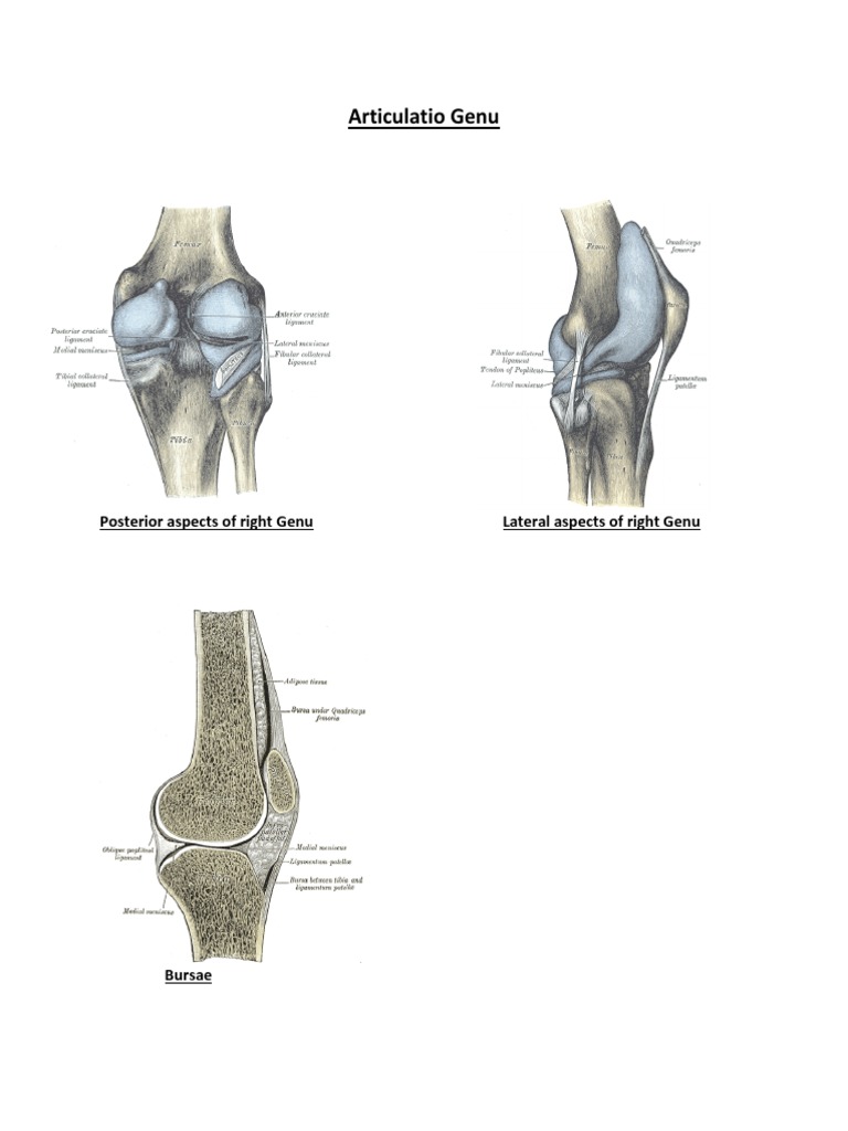Articulatio Genu: Posterior Aspects of Right Genu Lateral Aspects of ...