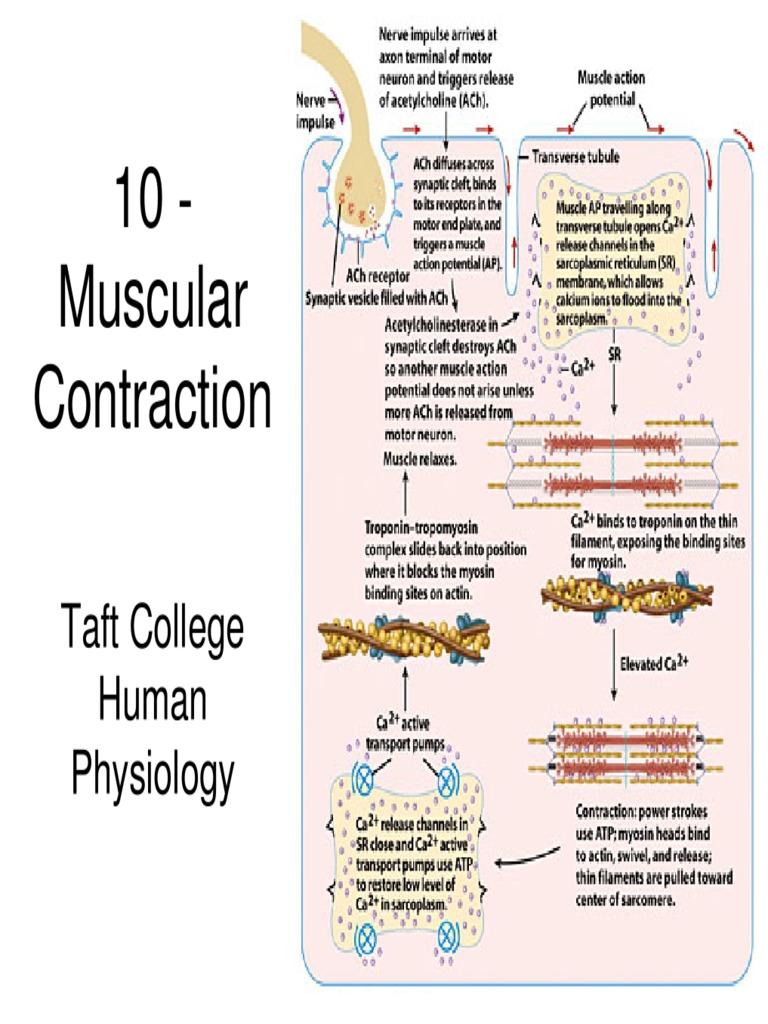 Muscle Contraction Mechanisms Explained | PDF | Muscle Contraction | Actin