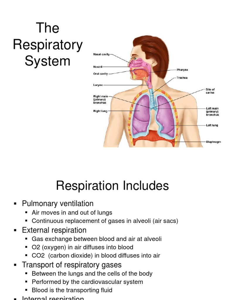 Anatomy and Physiology of The Respiratory System | PDF | Lung | Larynx