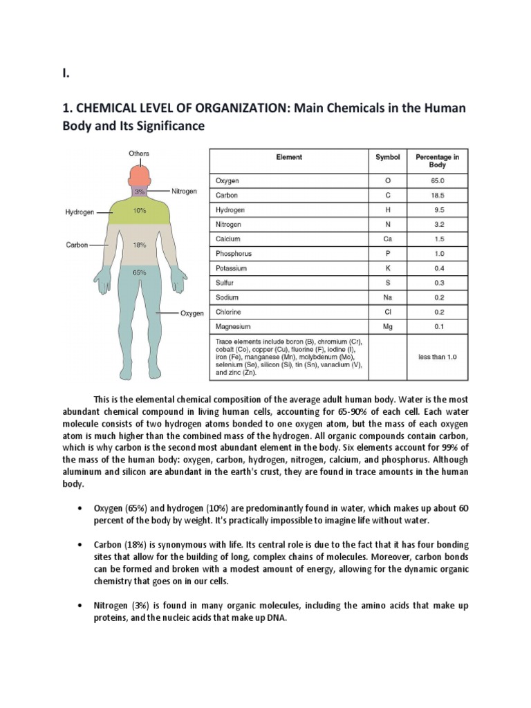 Human AnaPhysio Assignment2 | PDF | Mitosis | Ph