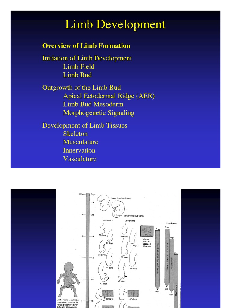 Limb Development | PDF | Developmental Biology | Anatomy