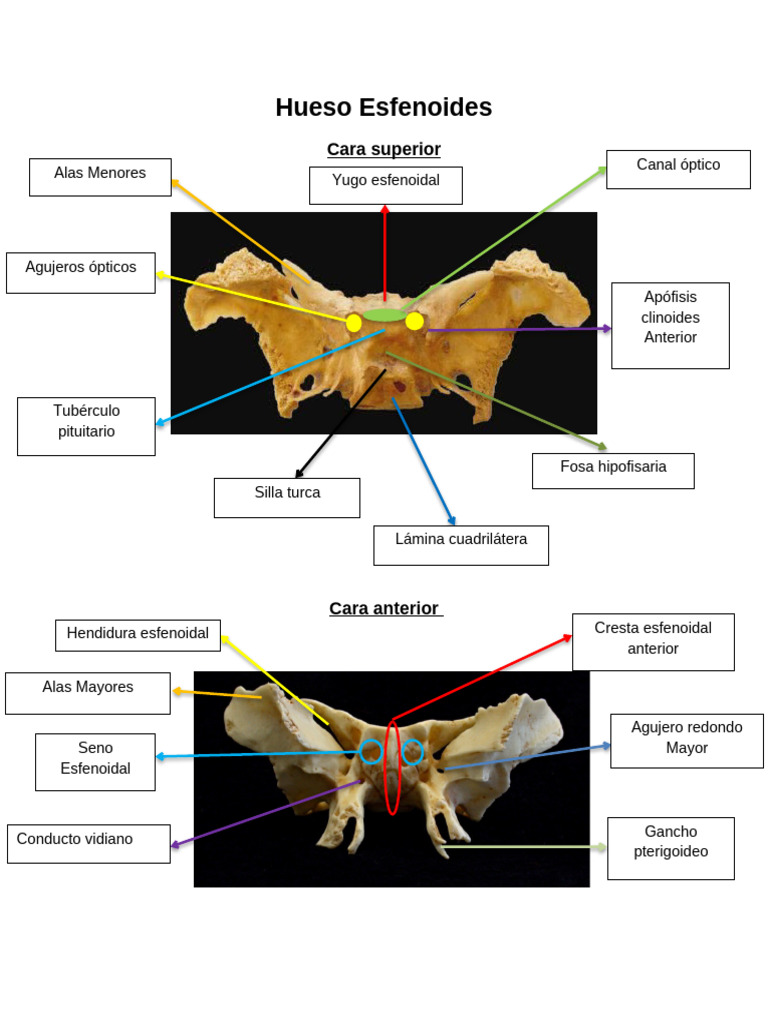 Anatomía del Hueso Esfenoides | PDF | Cabeza y cuello humanos ...