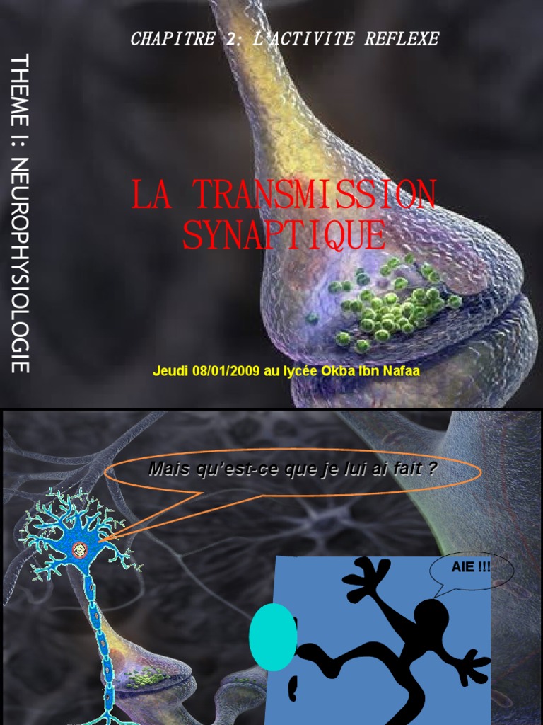 Fonctionnement des Synapses Neuronales | PDF | Potentiel postsynaptique ...