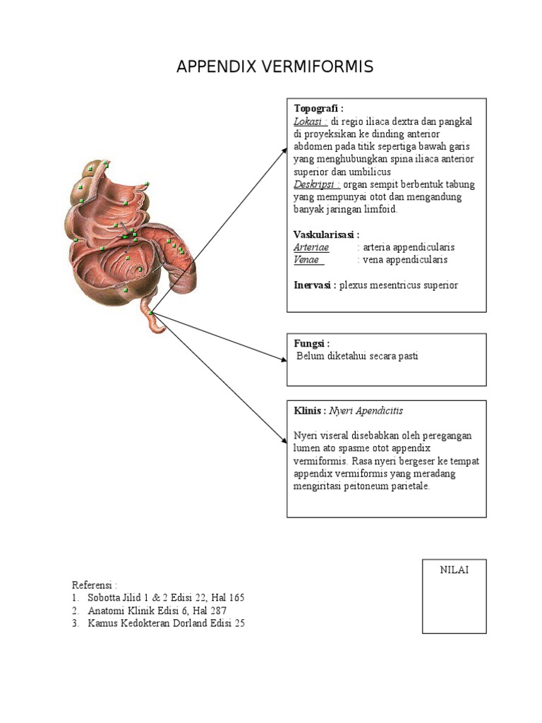 Appendix Vermiformis | PDF