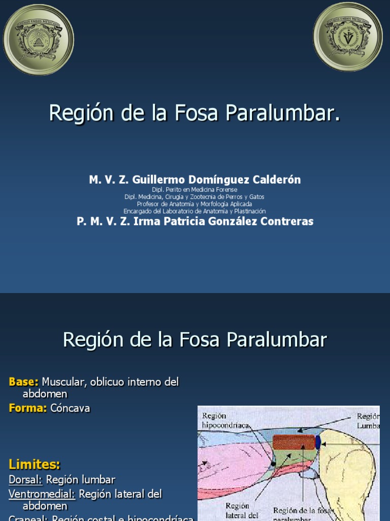 Región de La Fosa Paralumbar | PDF | Abdomen | Piel