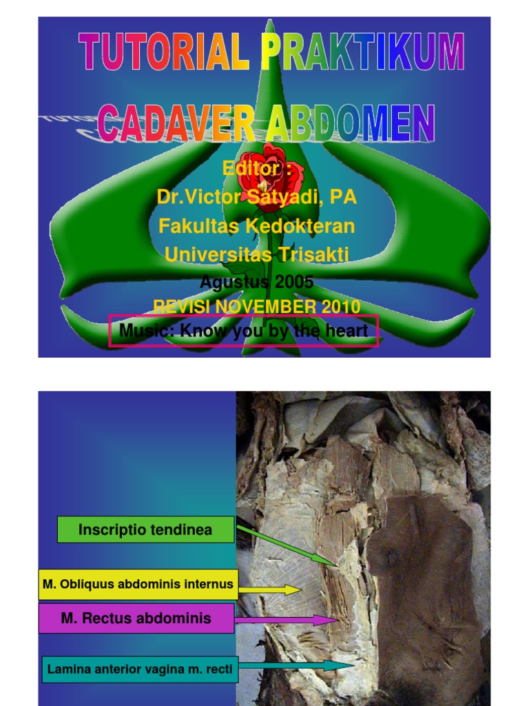 Tutorial Praktikum Cadaver Abdomen Revisi 20 | PDF | Primate Anatomy ...
