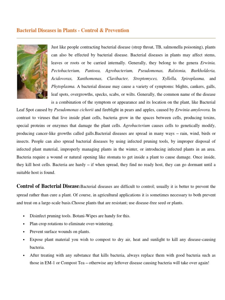 Bacterial Diseases in Plants | PDF | Biology | Clinical Pathology