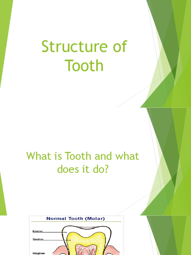 Structure and Position of Tooth and Teeth (Powerpoint) | Download Free ...