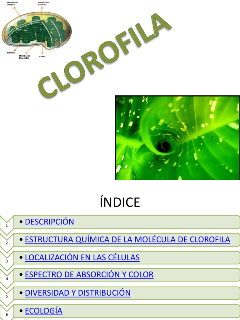 Clorofila: Estructura, Función y Salud | PDF | Clorofila | Biología