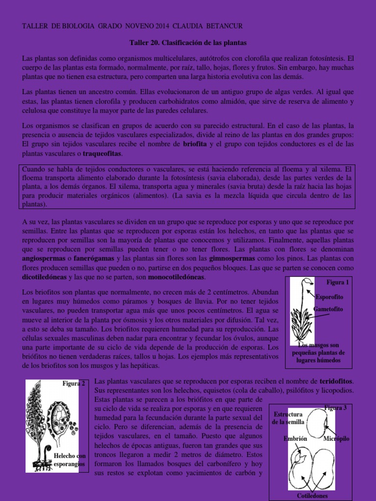 Taller 20 Clasificación de Las Plantas | PDF | Plantas | Espora