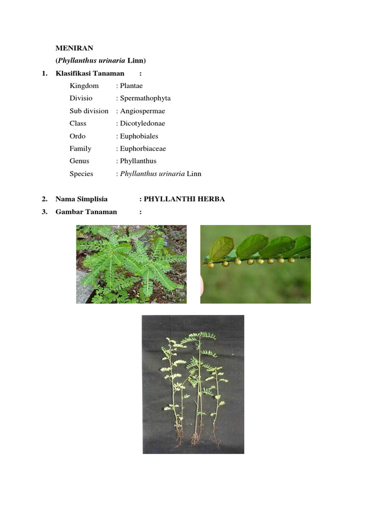 Catat! Gambar Tanaman Meniran Merah yang Mantul! - Informasi Seputar ...