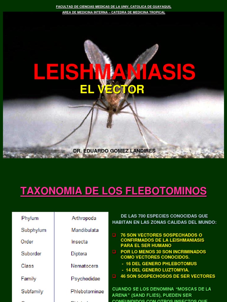 Vectores de Leishmaniasis | PDF | Organismos | Hexapoda