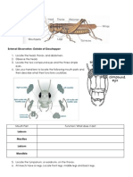 02 Insect Digestive System 1 | PDF | Esophagus | Epithelium