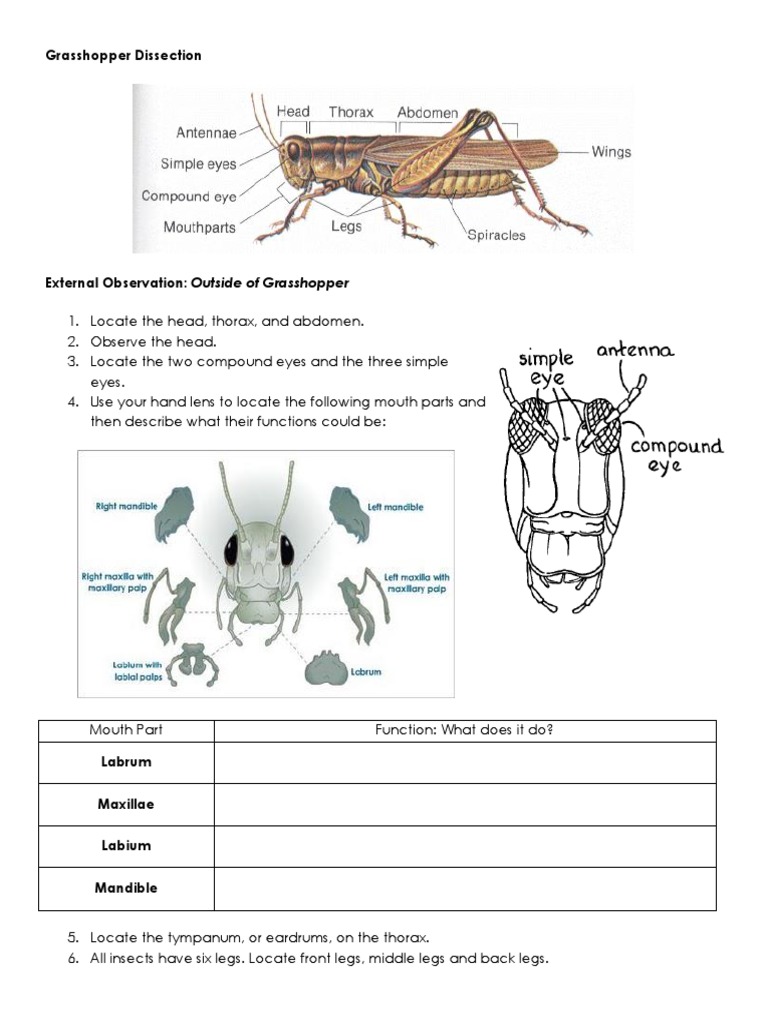 Grasshopper Anatomy Dissection