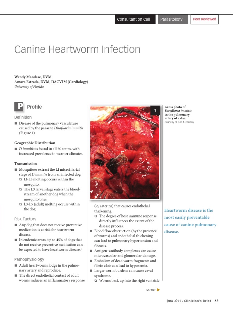 Canine Heartworm Infection | PDF | Health Sciences | Diseases And Disorders