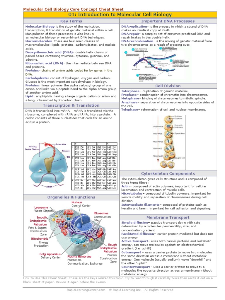 Cell Biology Introduction | PDF | Dna | Gene